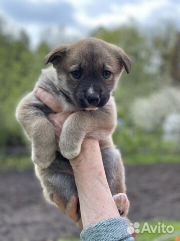 Щенок в добрые руки бесплатно