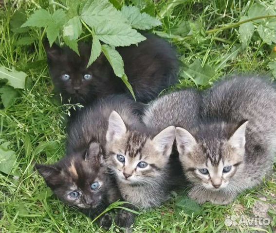 Котята в добрые руки