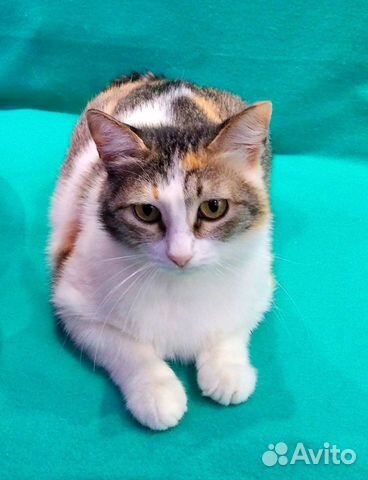 Кошечка Машенька стерилизованная отдам