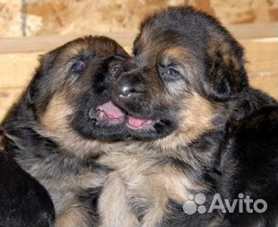 Немцы -щенки овчарок