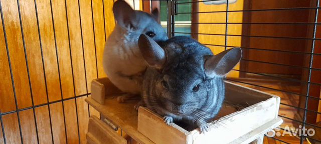 Шиншилла. Две девочки