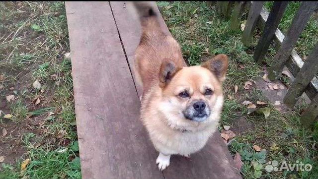 Метис померанского шпица