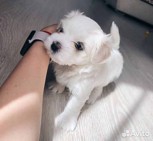 Мальтийская болонка