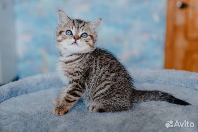 Шотландский прямоухий котёнок (мальчик)