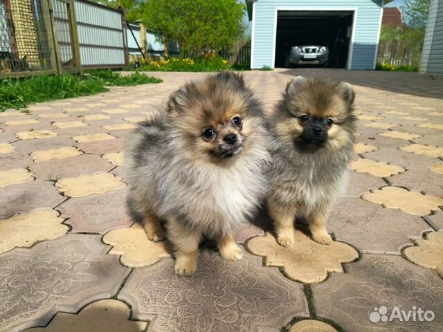 Померанцы, девочка и мальчик