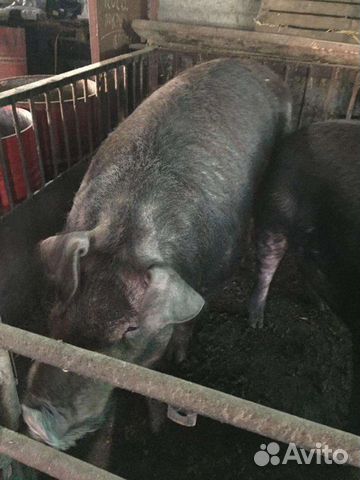 Кабан Дюрок на племя