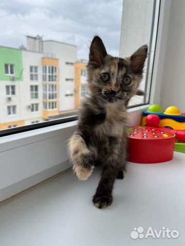 Кошка