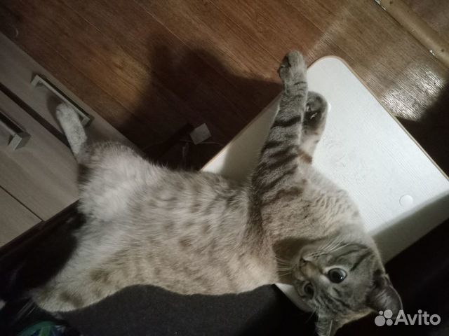 Потерялся кот