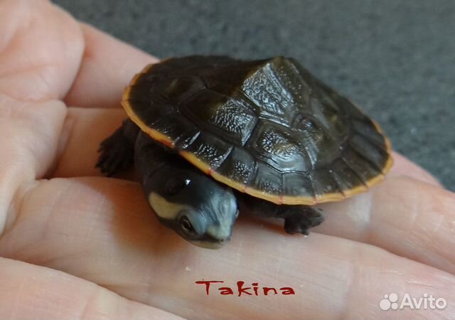 Черепаха Бокошейная