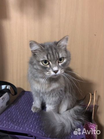 Кошка