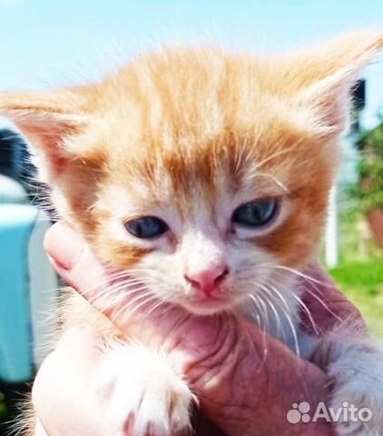 Котята в добрые руки бесплатно