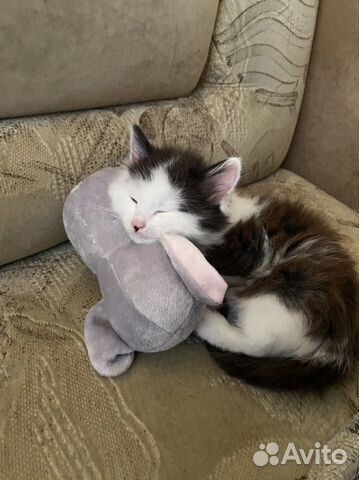 Кот котенок