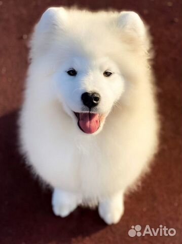 Красивые Щенки Самоеда