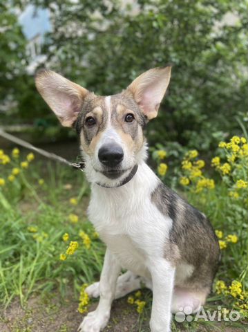 Собака улыбака