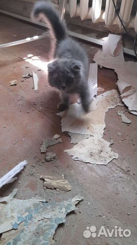 Отдам котёнка британец