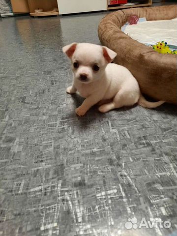 Щенки чихуахуа