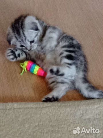 Котенок шотландский фолд, мраморный серебро