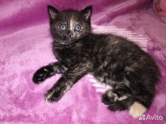 Котёнок в заботливые руки