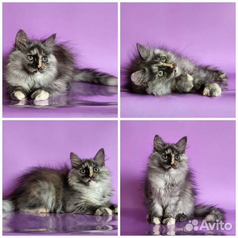 Котята сибирской кошки