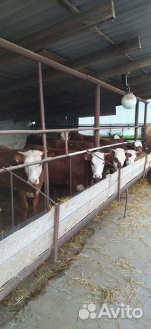 Коровы и телки