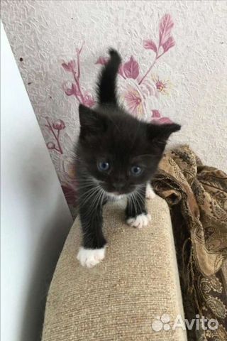 Маркизный котенок-девочка в дар