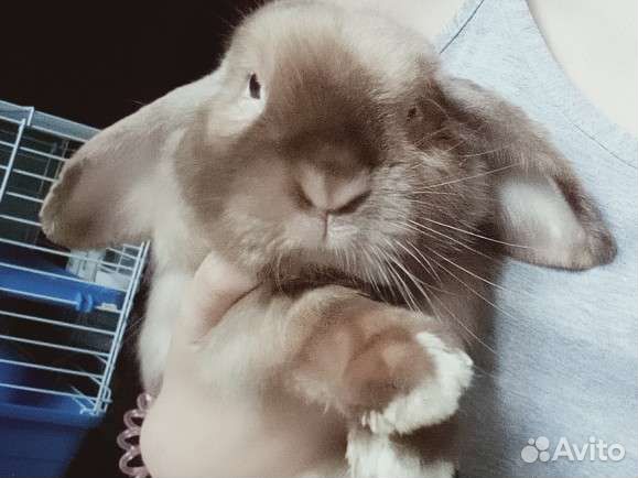 Кролик с клеткой