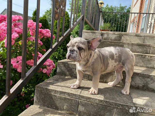 Французский брутал