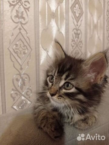 В добрые руки