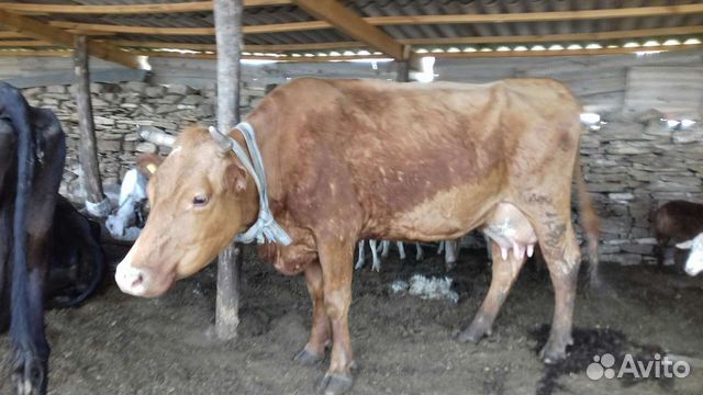 Корова дойная