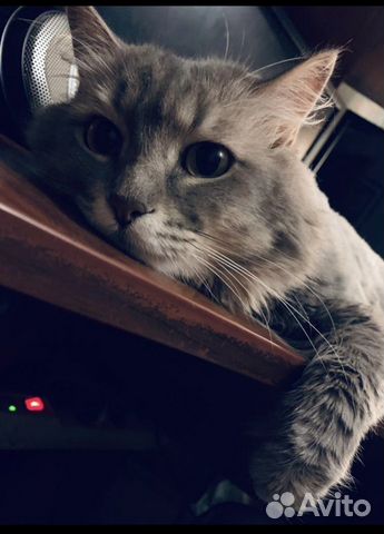 Отдам кота в добрые руки