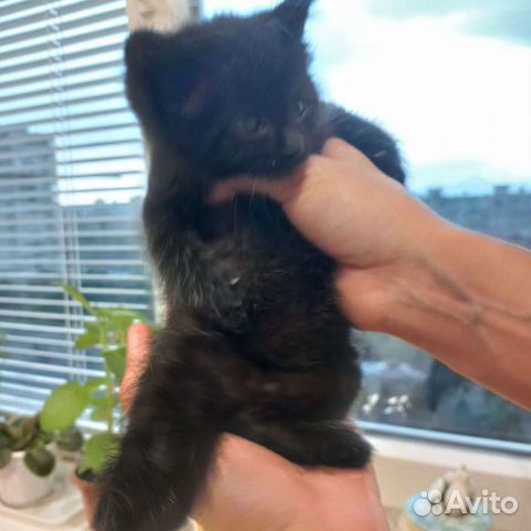 Котенок в дар бесплатно