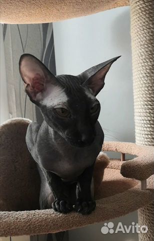 Кошечка петерболд