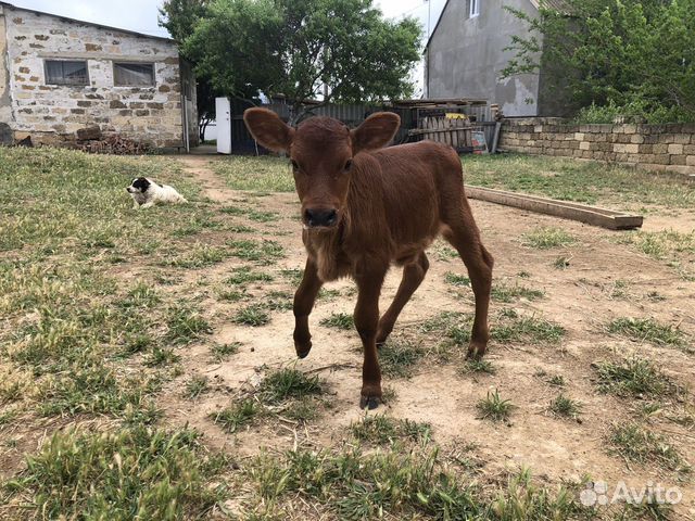 Телята, телки