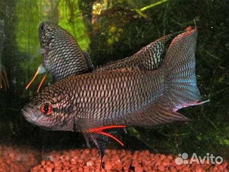 Черные Макроподы