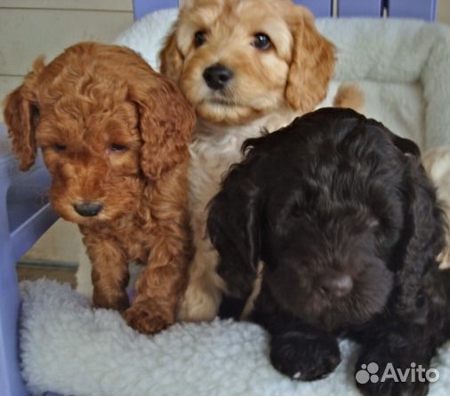 Щенки породы австралийский лабрадудль(Labradoodle)
