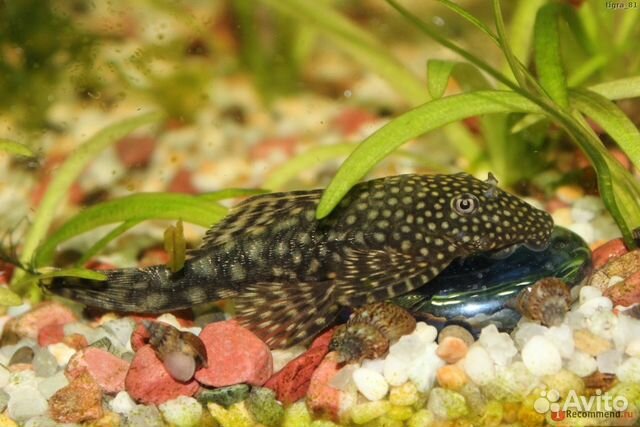 Сомы-прилипалы