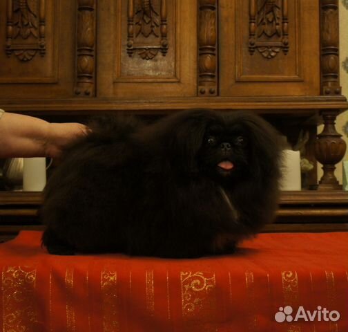 Щенки Пекинеса