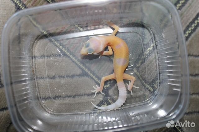 Эублефар Enigma het Raptor и другие