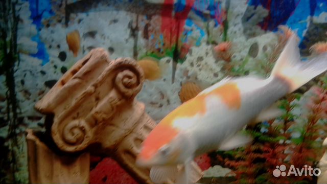 Продаю рыбу кои (японский карп)