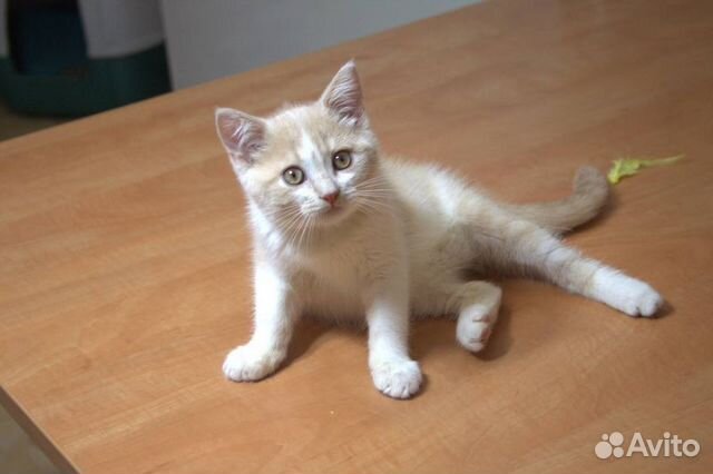 Кремушка - полубританка девочка 3 месяца