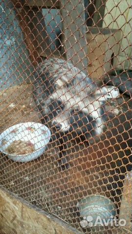 Енотовидная собака