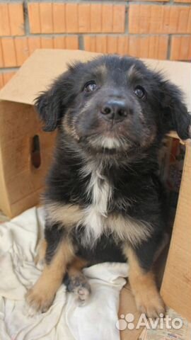 Щенки 4-5 мес