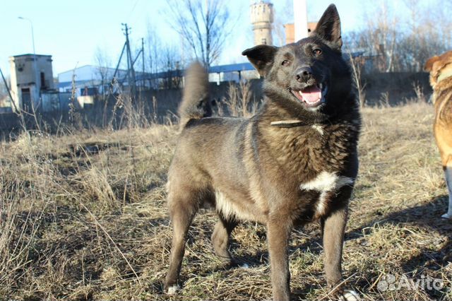 Позитивная толстушка Люси в поисках дома