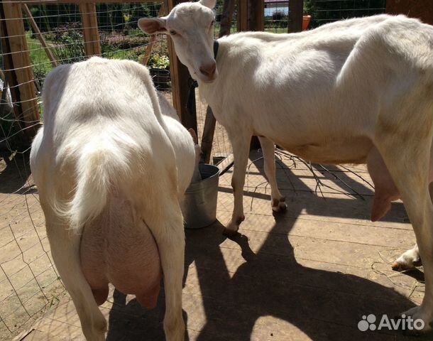 Племенные зааненские чешские дойные козы, козлята
