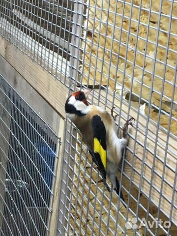 Крымский щеголл