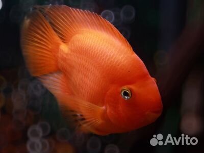 RedParrot попугай гибрид красный