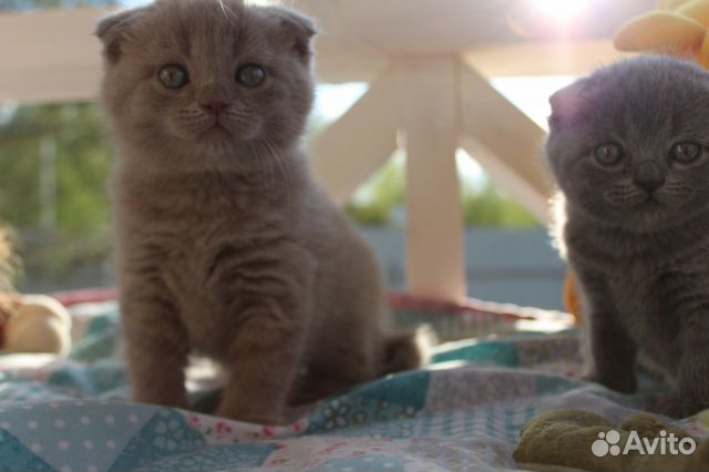 Шотландские вислоухие котята