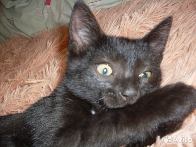 Чертик из табакерки