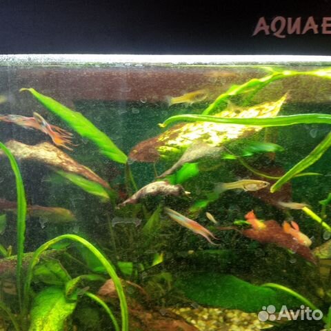 Рыбки-гуппи в дар