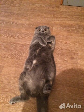 Шотландская вислоухая ищет кота для вязки
